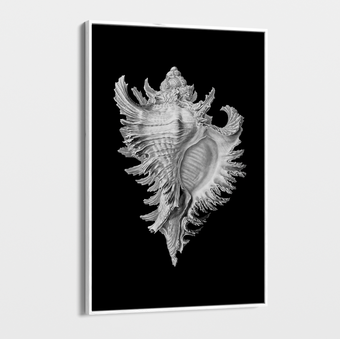 Canvas Wall Art - Photography - Isolated Shell 1 on Black – The Anna ...